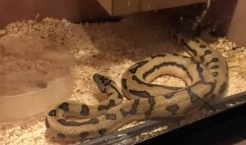 Bruce the snake | Runaway python back home after sneaky escapade - eNCA